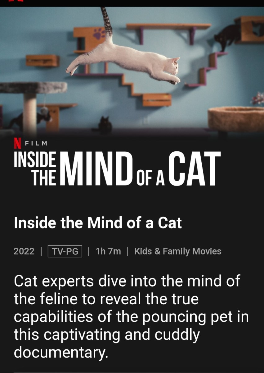 “Inside The Mind of a Cat” – Crosby and Buddy – Tails of Two Kitties